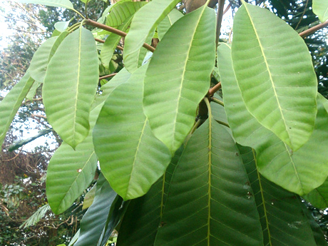 ジェルトン・ラテックス | 途上国森林ビジネスデータベース BFPRO